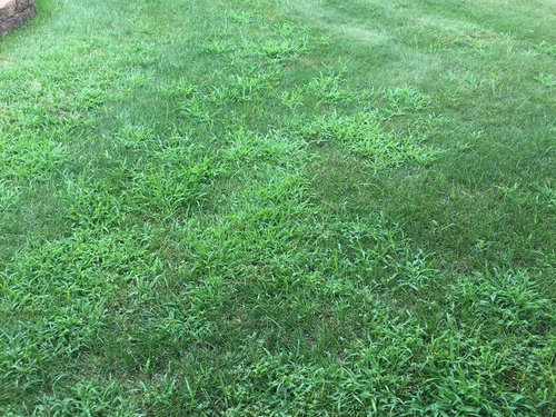Light Green Grass/Weed growing like crazy
