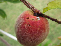 Peach Pest Identification Help! (Photos)