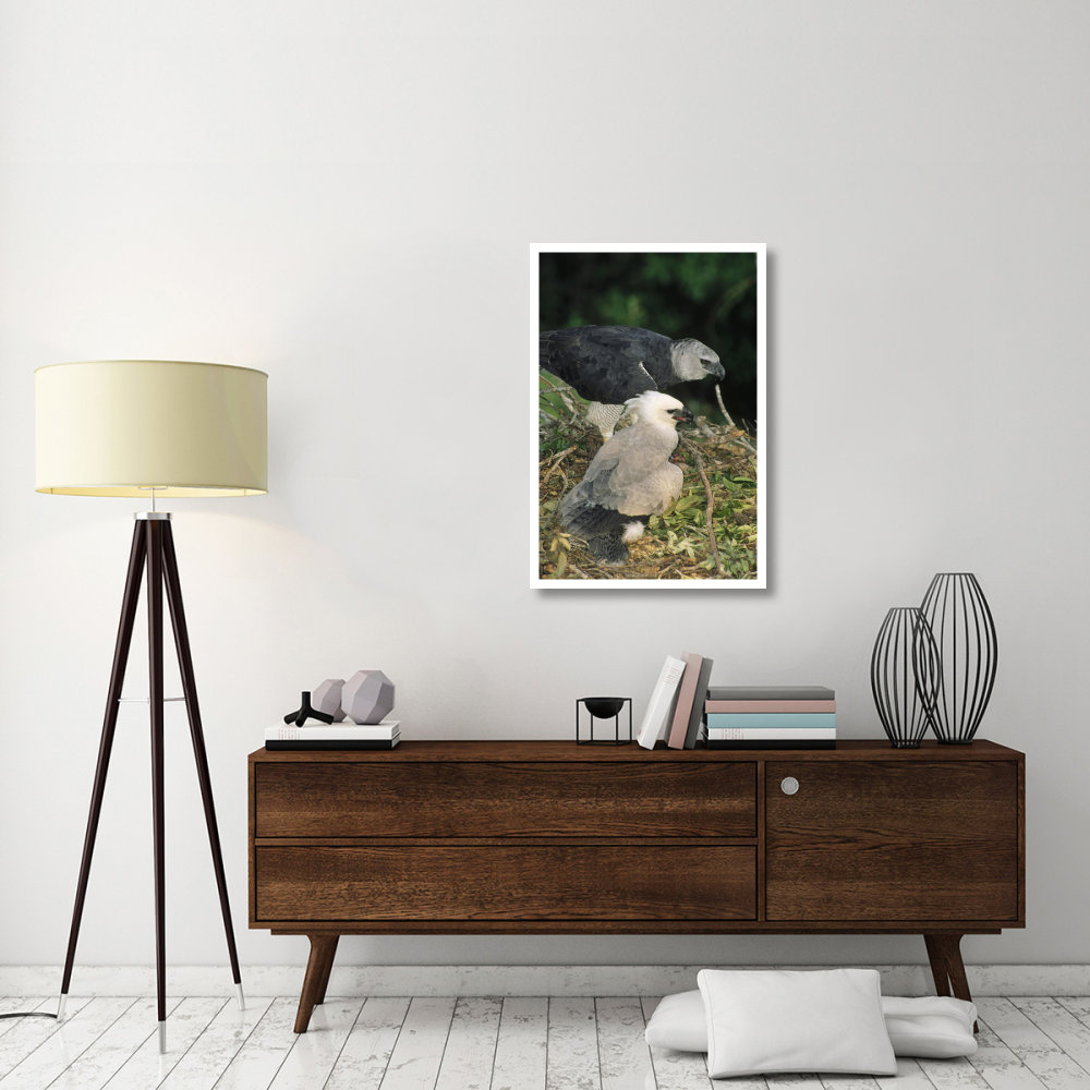 "Harpy Eagle female and chick, Amazonian Peru" Print by Tui De Roy, 14 ...