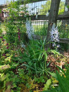 Suggestions for early spring color