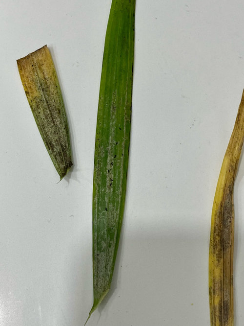 what are these pests on a cat palm?