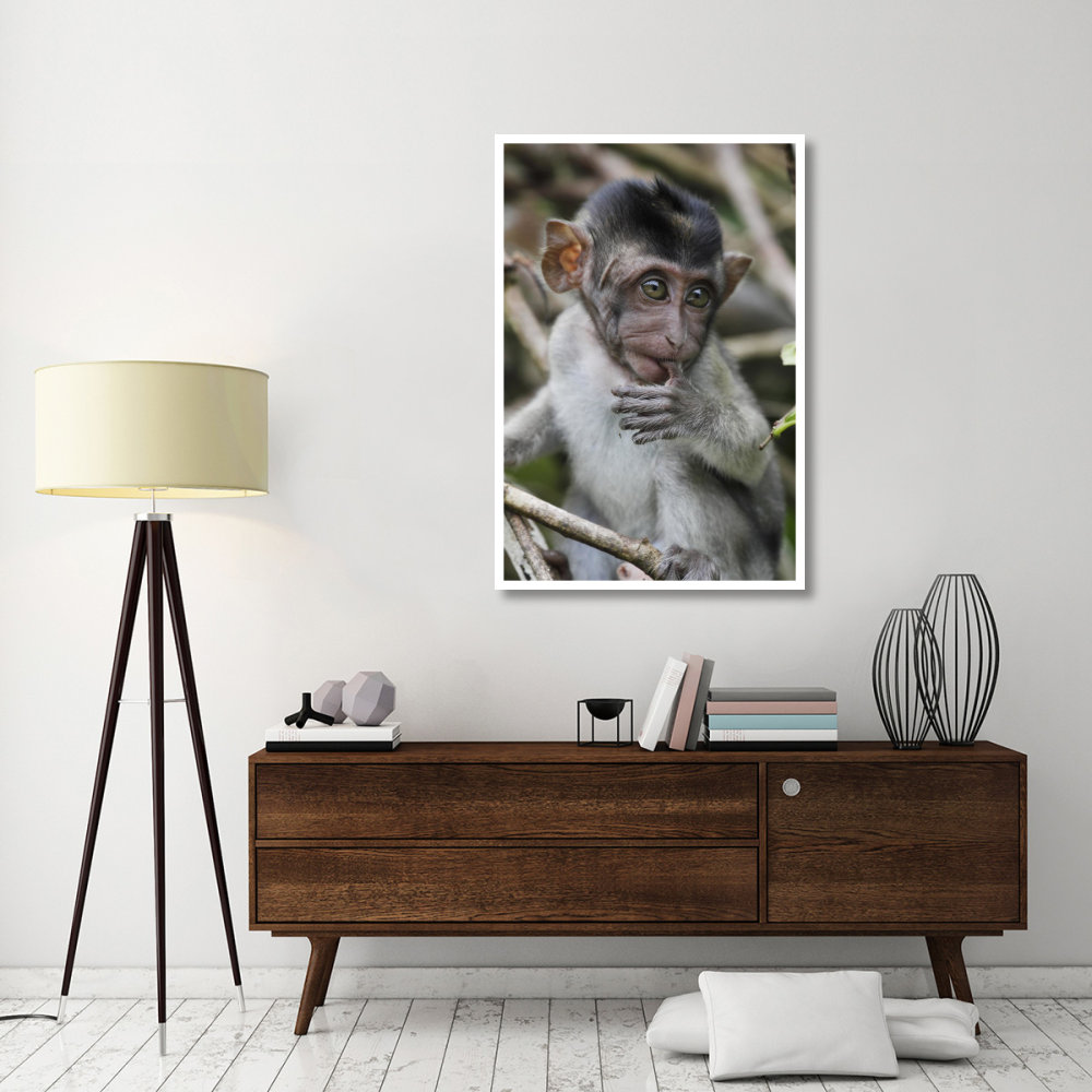 "Long-tailed Macaque baby, Saba, Malaysia" Print by Hiroya Minakuchi ...