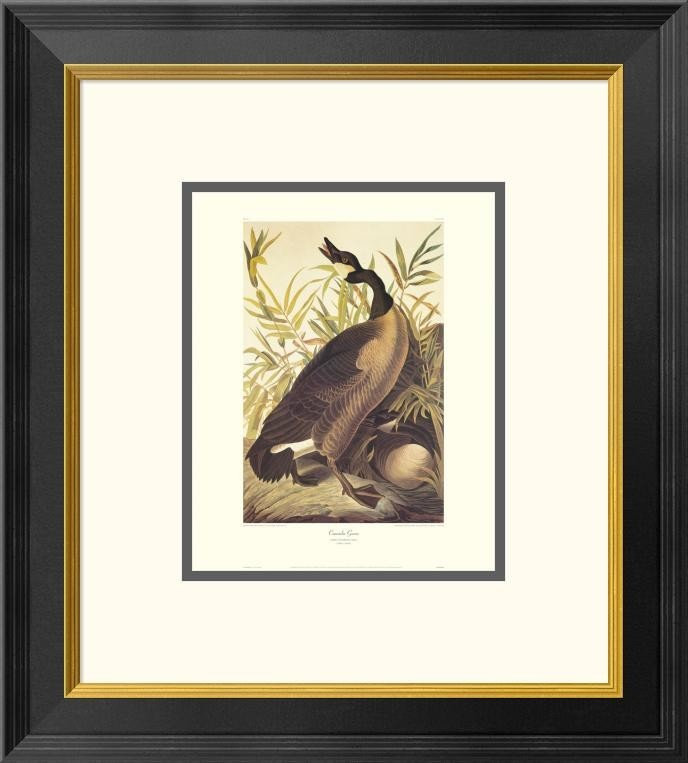 "Canada Goose (decorative border)" by John James Audubon, 18x20", 18" x ...