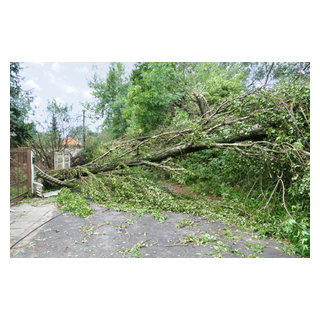 What To Do If Your Trees Are Damaged In A Storm - Landscape - Toronto ...