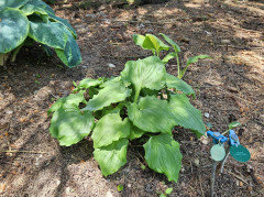 Hosta C 2023 .............................