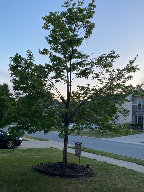 Maple Tree HELP | Houzz Forum