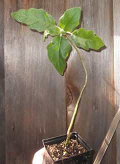 Suncrest Brugmansia about to bloom