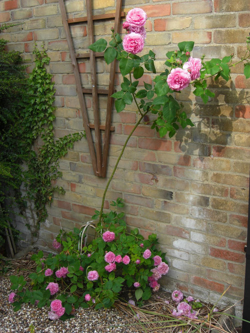 mystery 'Persian Rose' grown widely in Western India? | Houzz Forum