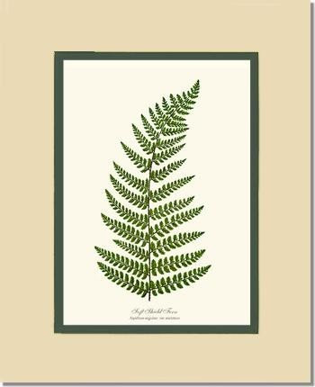 Vintage Botanical Fern Art Print: Soft Shield Fern, 11x14 Print ...