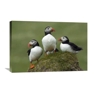 "Atlantic Puffin Group, Faroe Islands" Artwork, 30" x 20 ...