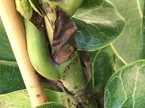 Is this scale on my new Ficus lyrata?