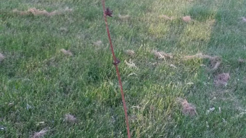 Bare root Red Maple, Still hope?
