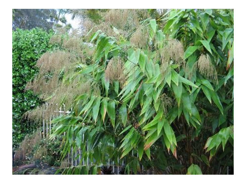 Tiger Grass in flower