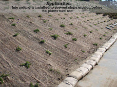 Hillside erosion protection / ground cover