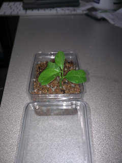 CONTAINER SOILS - WATER MOVEMENT and RETENTION XXII