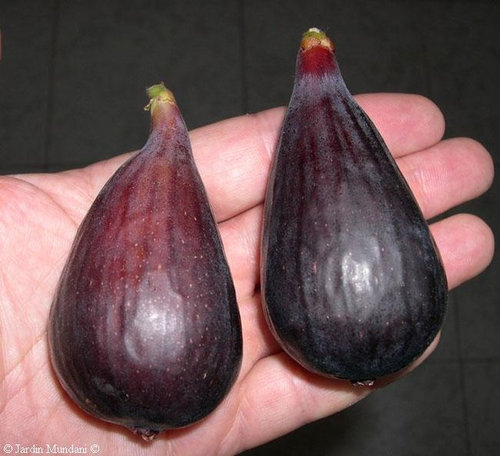 Mundani Botanical Garden