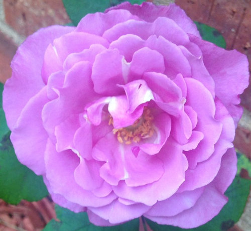 Fragrant roses: LAVENDER/PURPLE