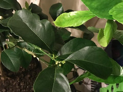 How can you tell the difference between sucker branches