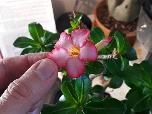 Adenium arabicum 'RCN' Progress