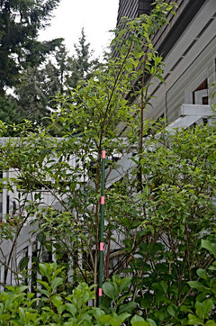 new hydrangea - Golden Crane | Houzz Forum