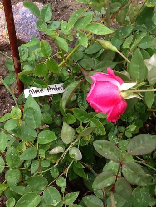 Please help to identify this rose