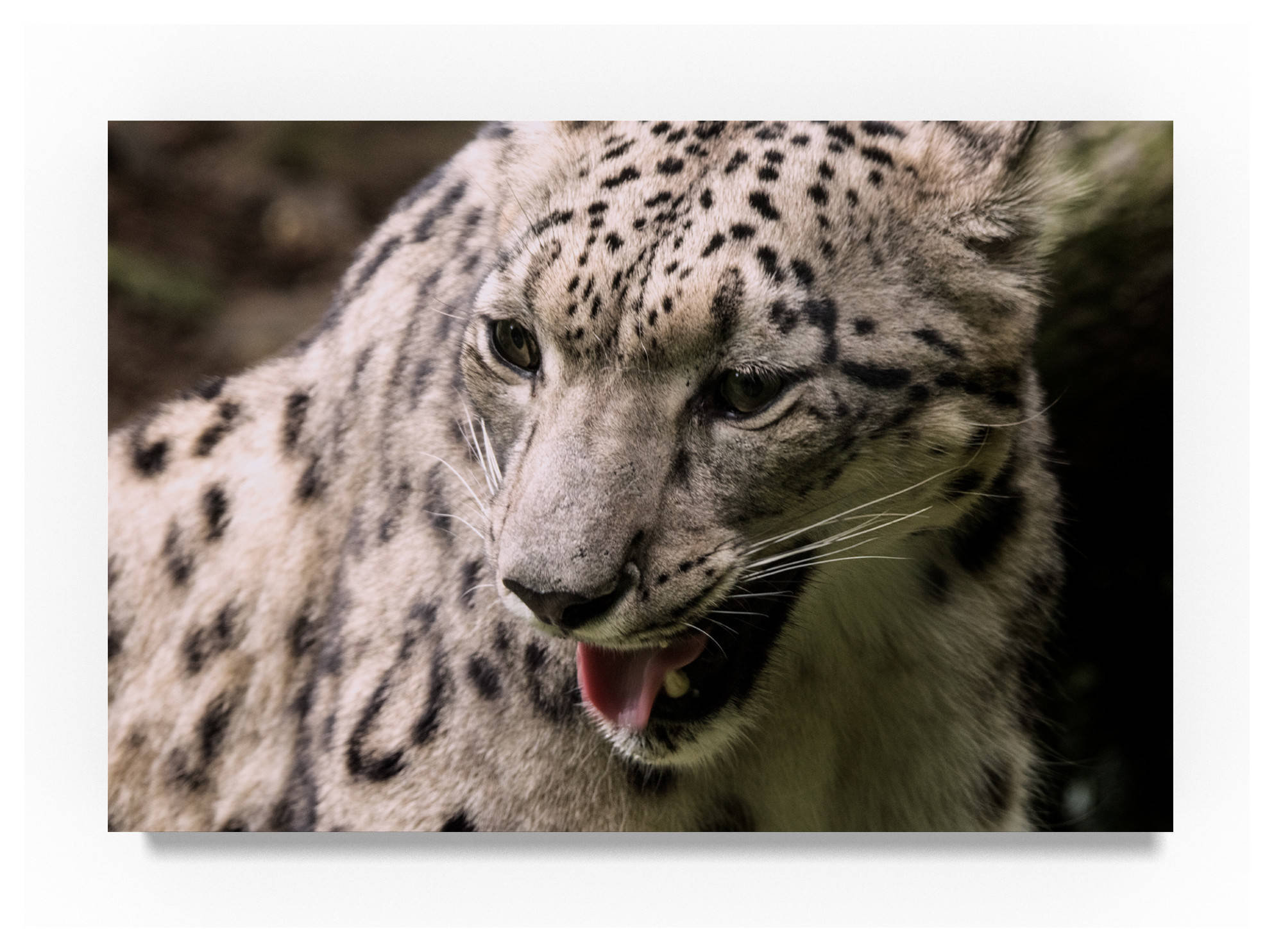 "Snow Leopard" by Robert Michaud, Canvas Art, 30"x47" - Contemporary ...