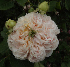 Rose proliferation question.