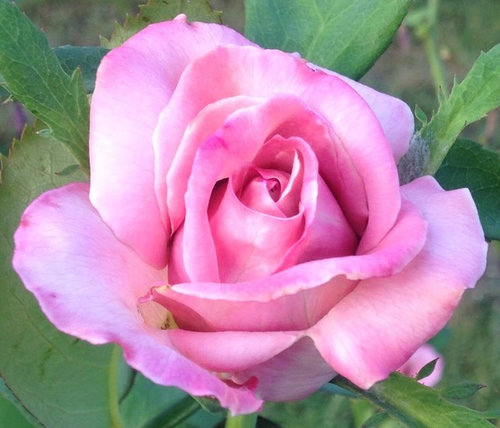 Your best Hybrid Teas? | Houzz Forum