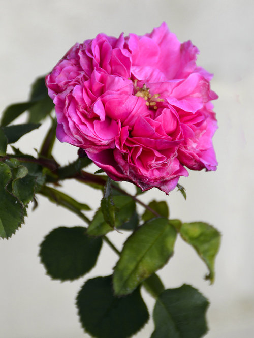 Found Rose: "Historic Powell House"