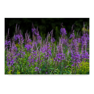 Brenda Petrella Photography Llc 'Purple Pollen' Canvas Art, 19"x12", 19 ...