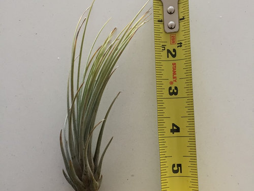 Tillandsia identification