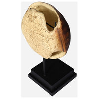Faux Gopher Tortoise Shell on Stand - Contemporary - Decorative Objects ...