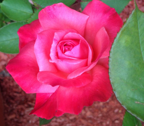 Tell about your Warriner Roses