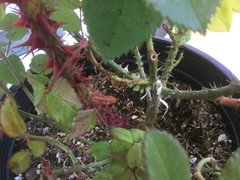 Cressida identification?