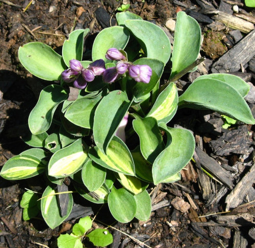 Is this Holy Mouse Ears?