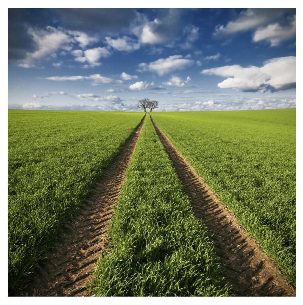 "Trace & Trees" Digital Paper Print by Carsten Meyerdierks, 20"x20", 32 ...