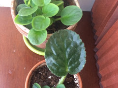 Repotted new african violet and all leaves drooping