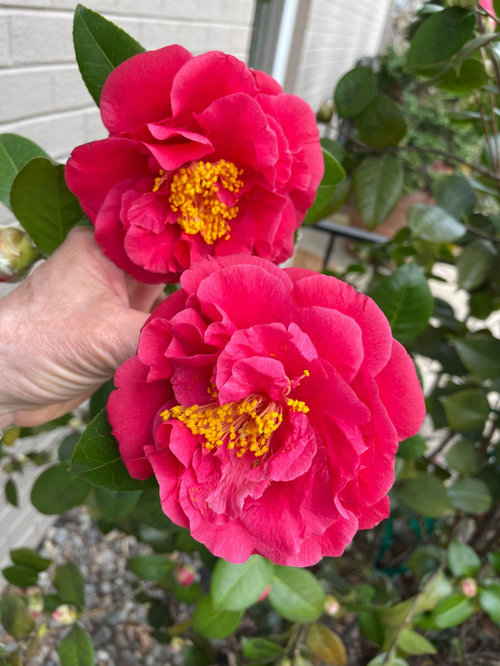 Camellia season in northern VA | Houzz Forum