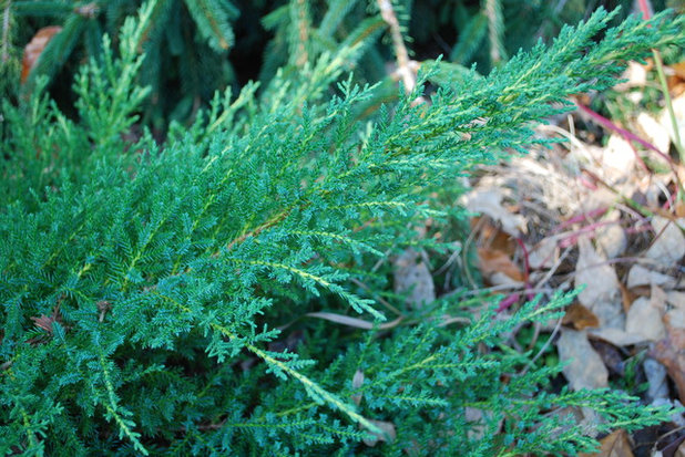 These Aren’t Your Grandparents’ Junipers