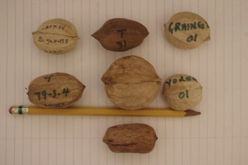 Growing Hickory and Hican for Nut Production | Houzz Forum