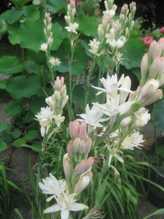 August 2023 Bloomers!