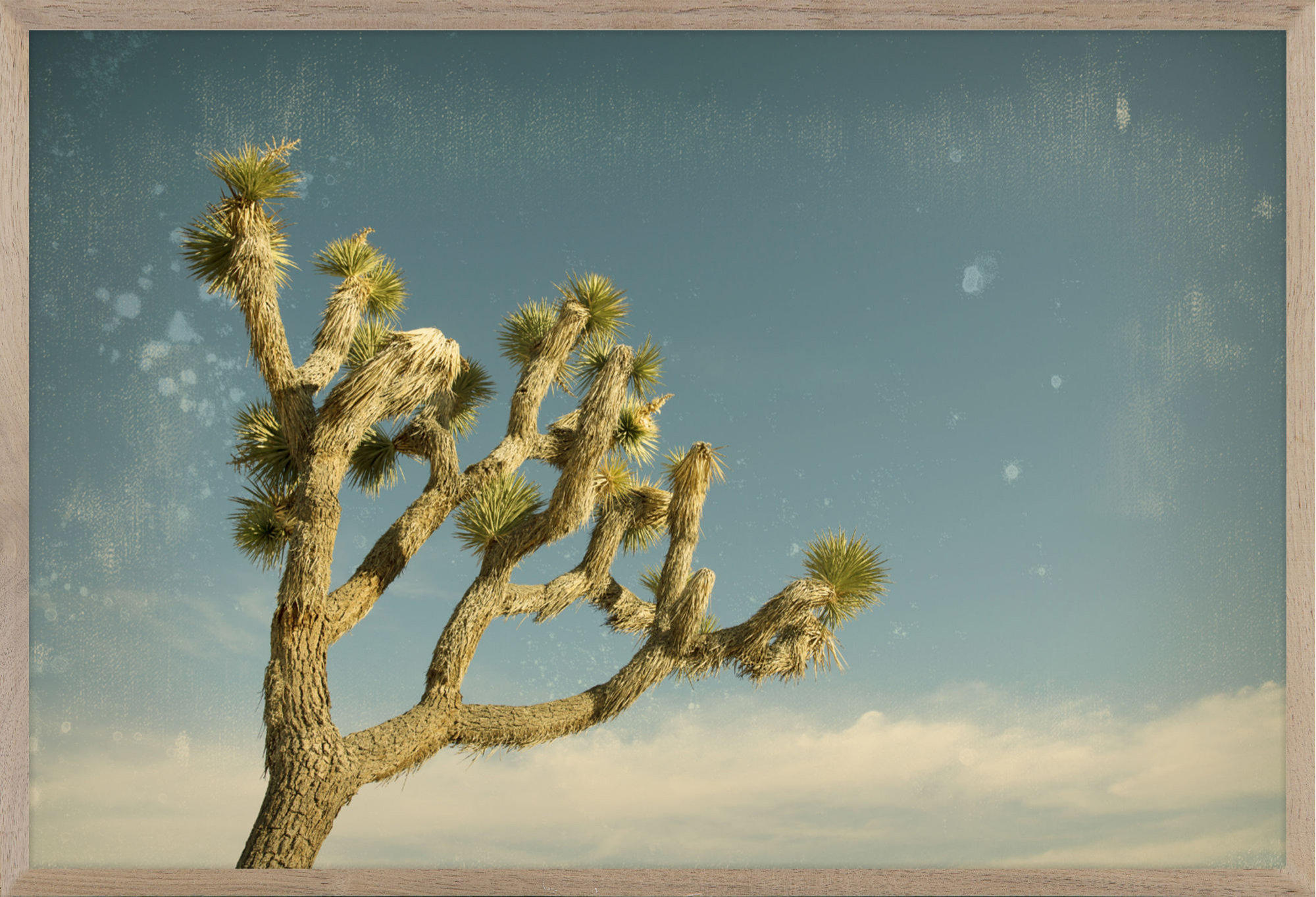 Antique Yucca 1 - Southwestern - Prints And Posters - by HedgeApple | Houzz