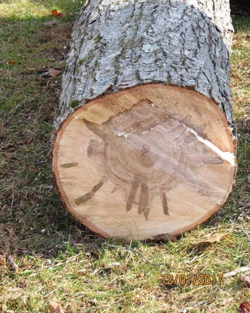 Verticillium Wilt in Swamp Maples