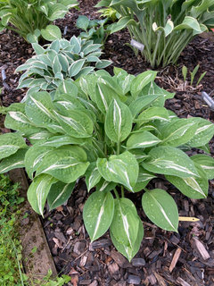 Hosta K 2023 .................................
