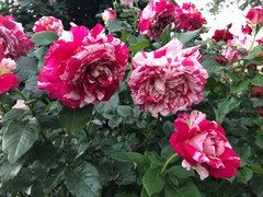 Please Tell Us About Your Best Ten Roses