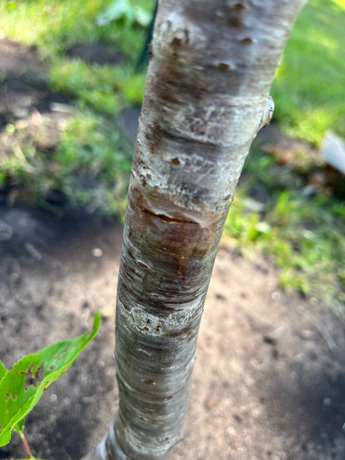 Yoshino cherry blossom problems