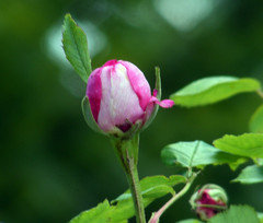 Reine de Violette Color and Bloom Size