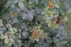 Mineral Deficiency Symptoms in Roses