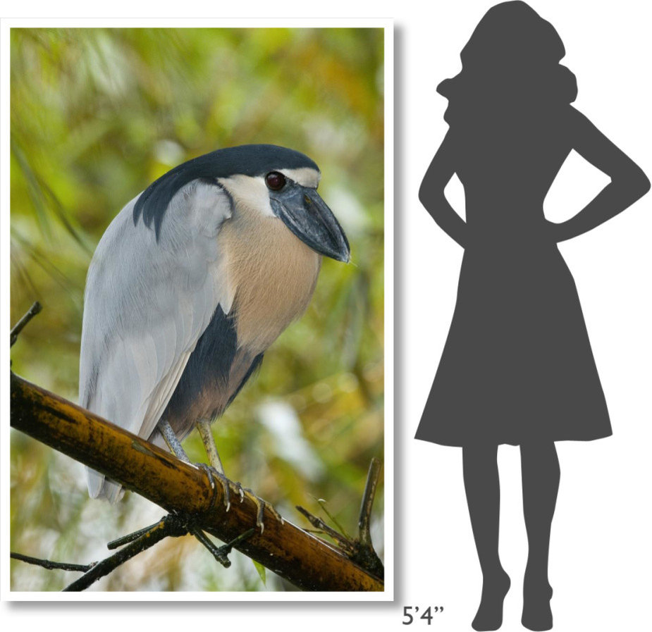 "Boat-billed Heron, Costa Rica" Digital Paper Print by Steve Gettle, 14 ...
