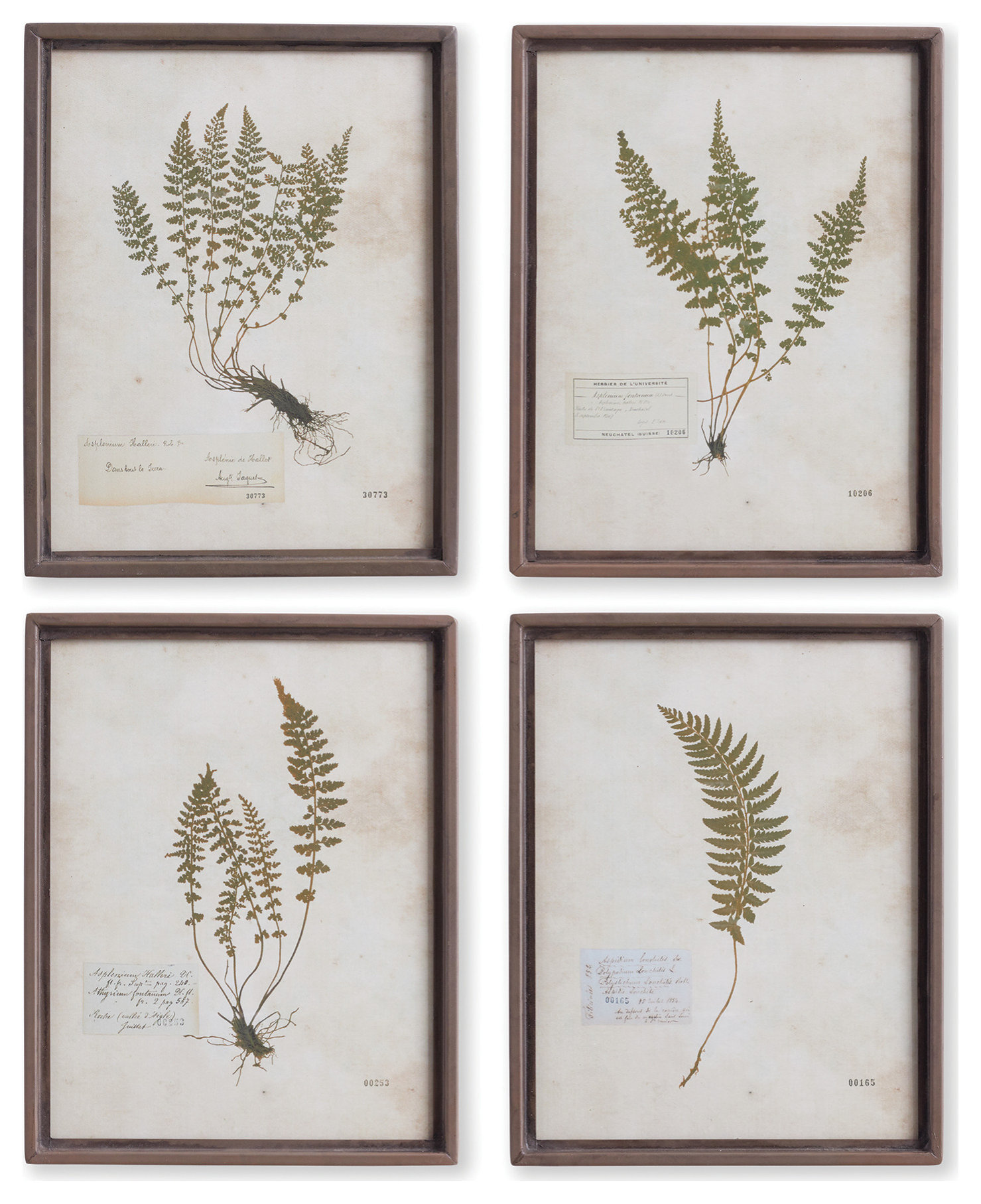 4-Piece Petite Frond Print Set - Tropical - Prints And Posters - by ...